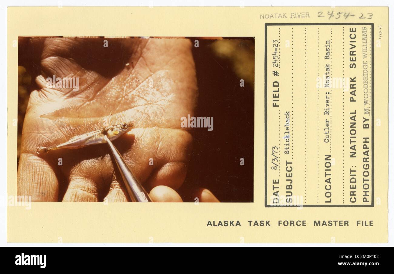 Stickleback. Alaska Task Force Photographs Stock Photo - Alamy