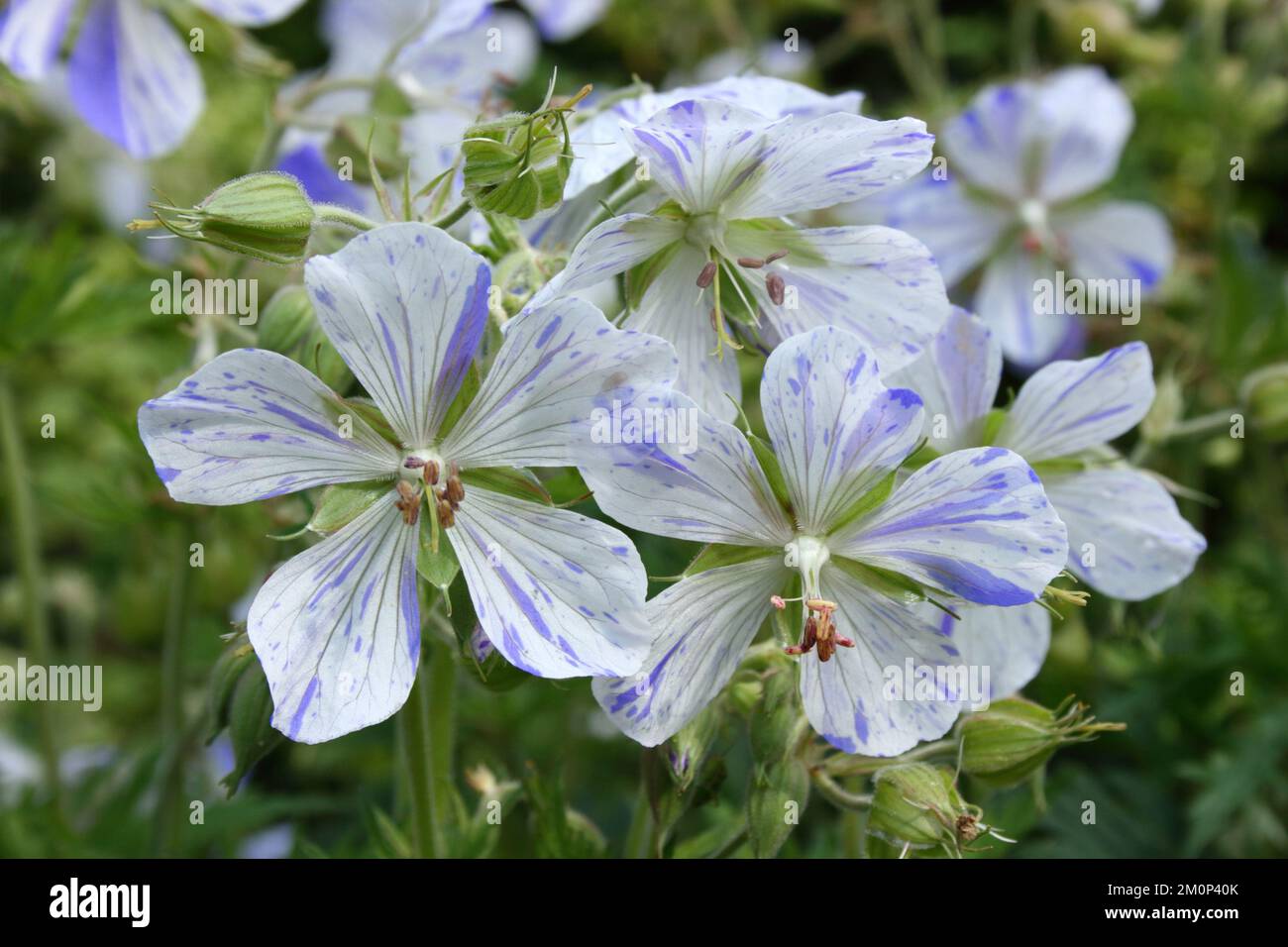 Meadow Cranesbill (Geranium pratense 'Striatum' Stock Photo - Alamy