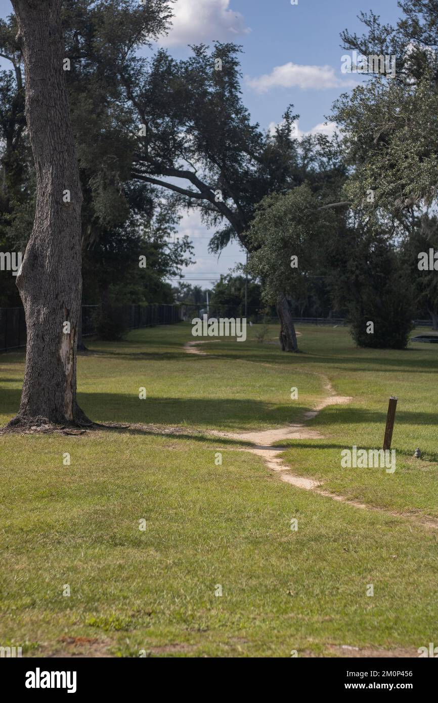 A vertical shot of a trail with tall green trees going through a park ...