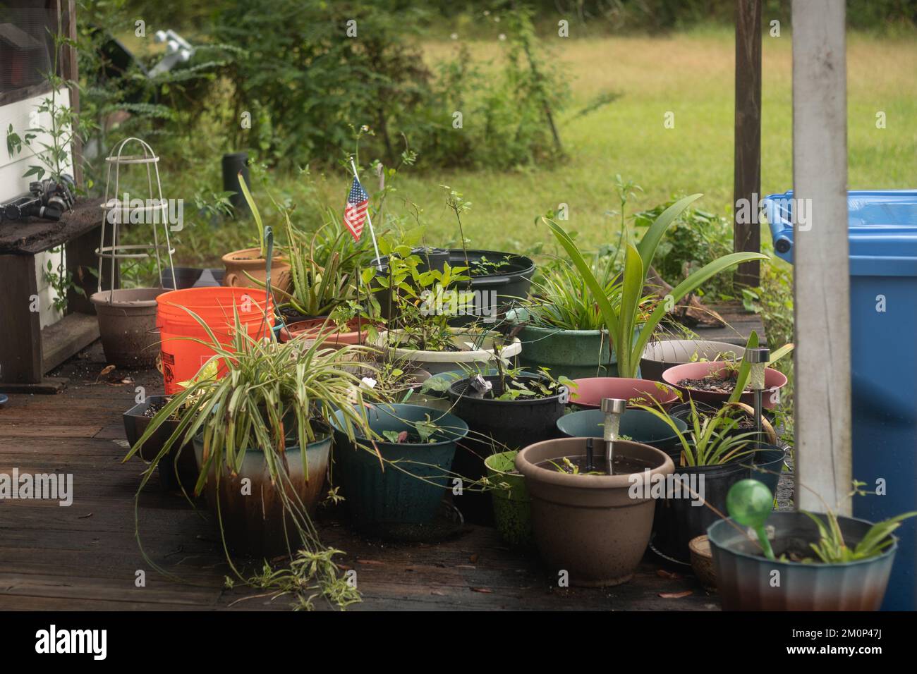American garden plants hi-res stock photography and images - Alamy