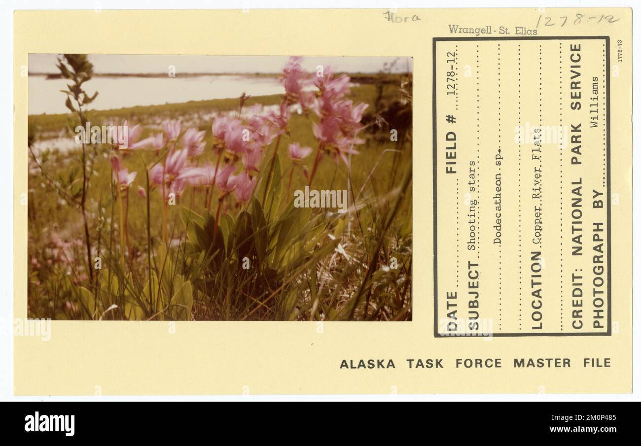Shooting stars Dodecatheon sp.. Alaska Task Force Photographs Stock ...