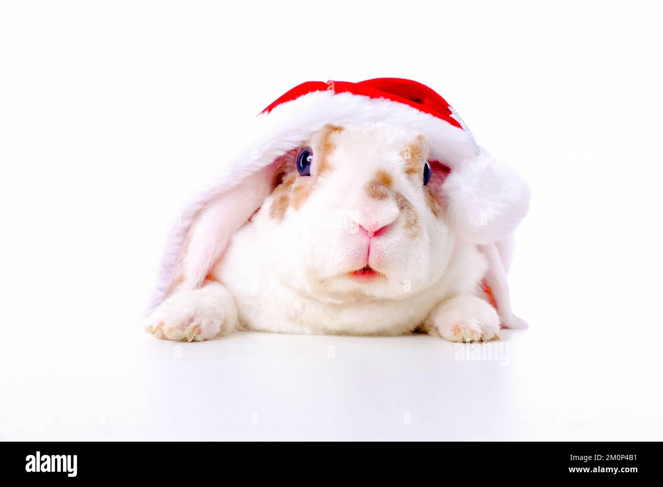 Funny Christmas bunny, Rabbit in red santa claus costume peeps out from ...