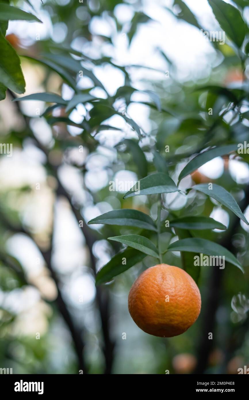 Ripe oranges on tree branches in an orange garden with water drops ...