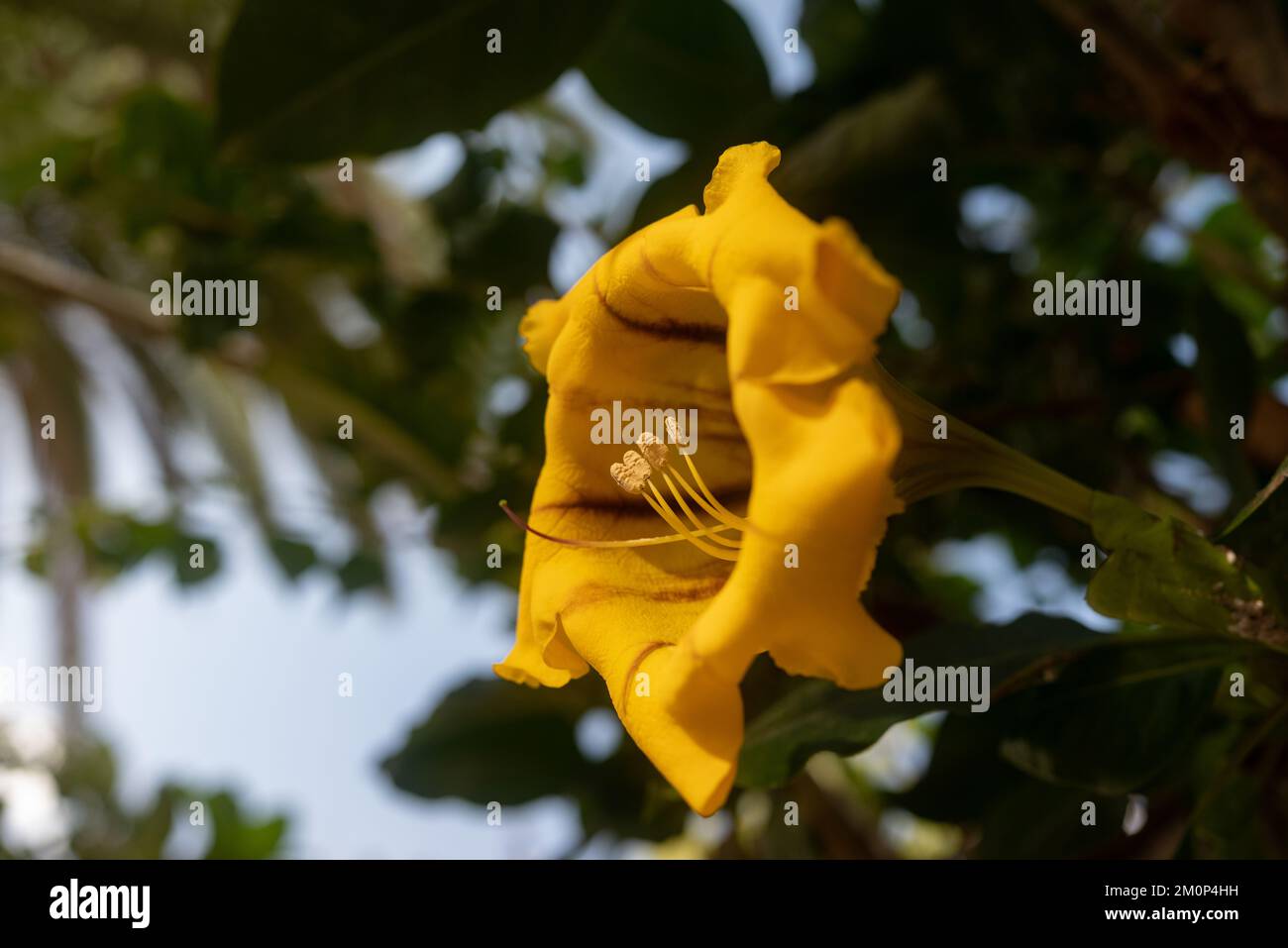 Big yellow flower of Chalice cup vine or cup of gold. Exotic tropical ...