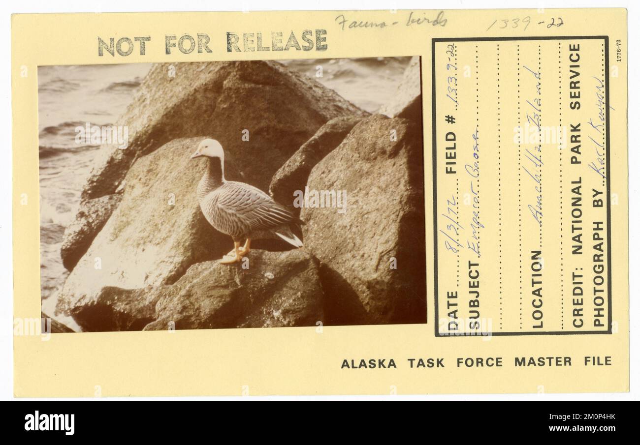 Emperor goose. Alaska Task Force Photographs Stock Photo - Alamy