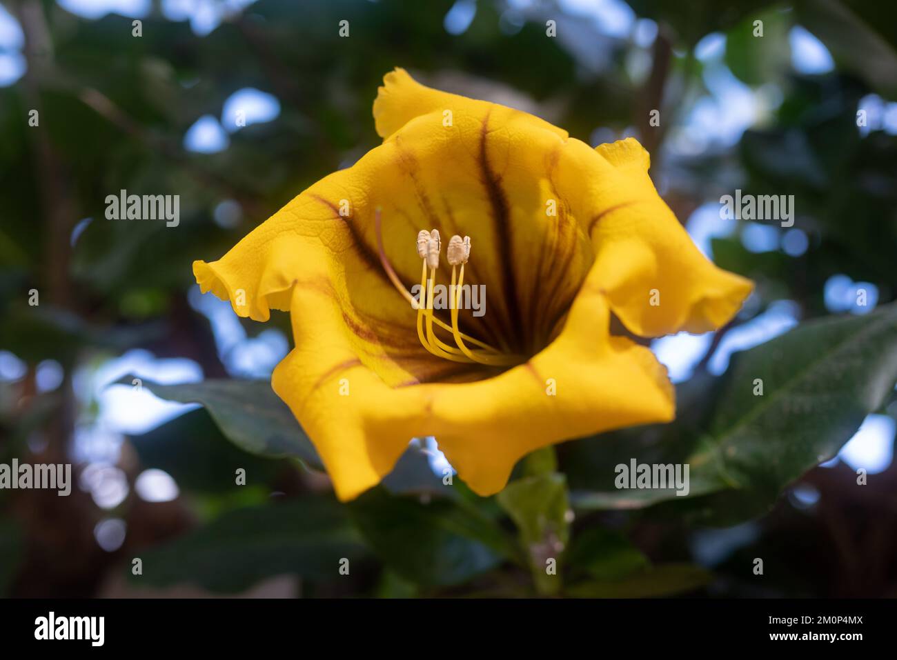 Big yellow flower of Chalice cup vine or cup of gold. Exotic tropical ...