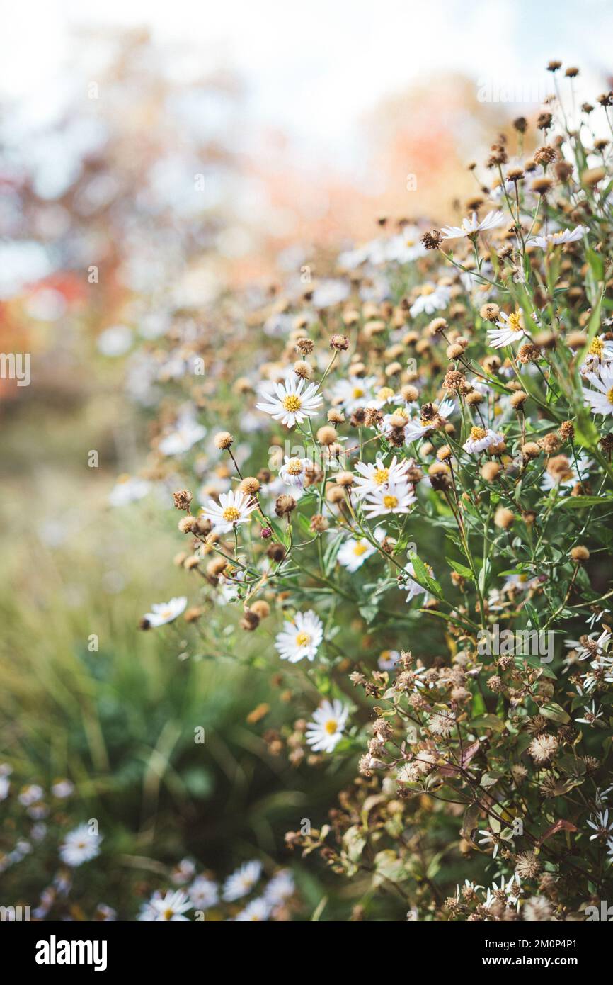 A selective focus of daisy flowers in a field Stock Photo - Alamy