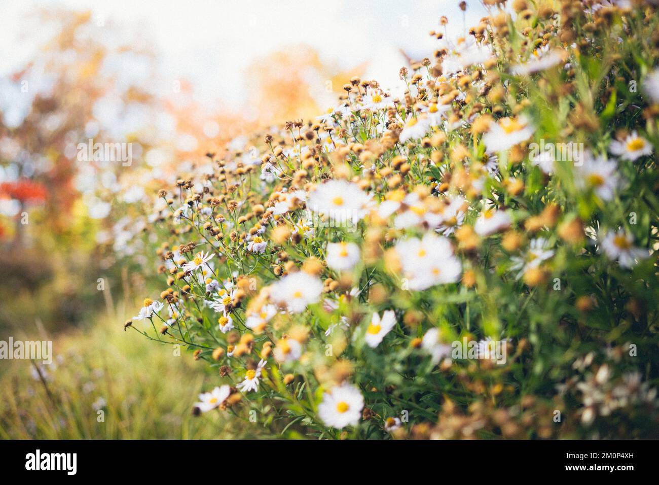 A selective focus of daisy flowers in a field Stock Photo - Alamy