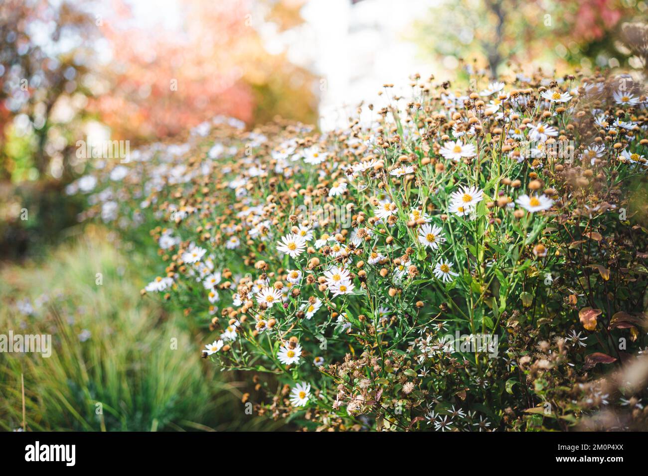 A selective focus of daisy flowers in a field Stock Photo - Alamy