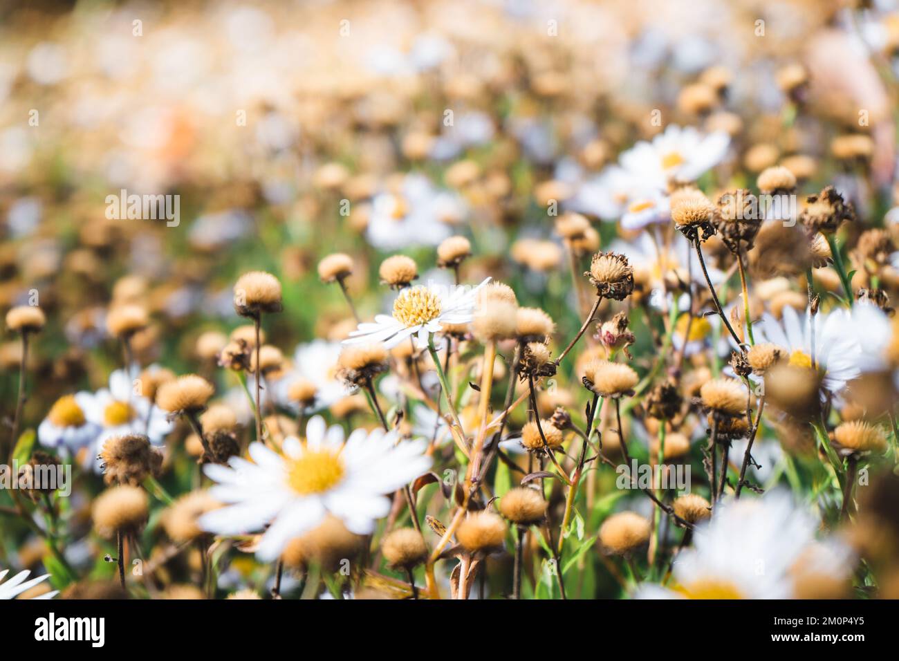 A selective focus of daisy flowers in a field Stock Photo - Alamy