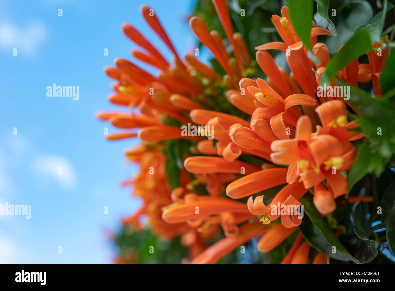 Orange tropical flowers hi-res stock photography and images - Alamy