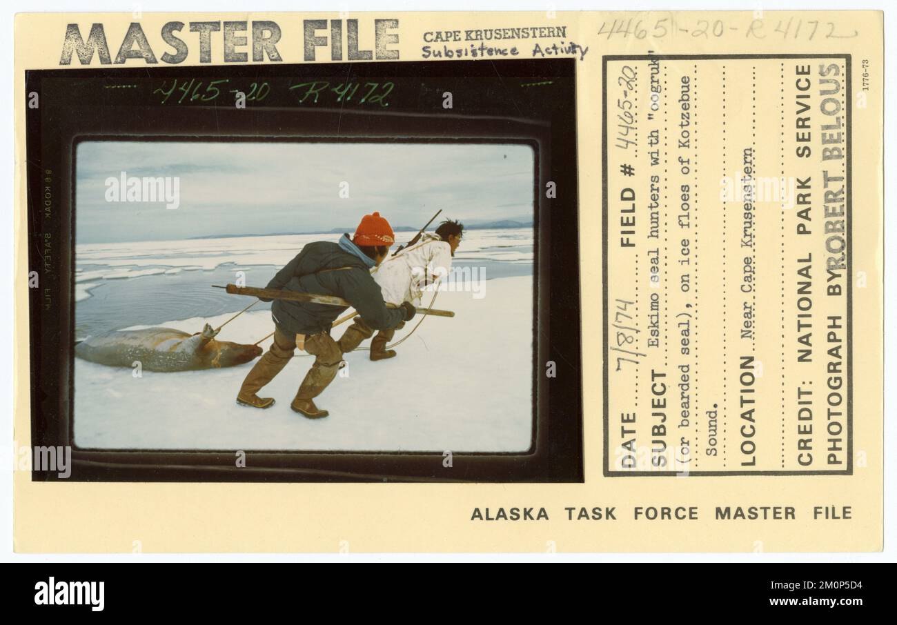 Eskimo seal hunters with an "oogruk" or bearded seal, on ice floes of ...