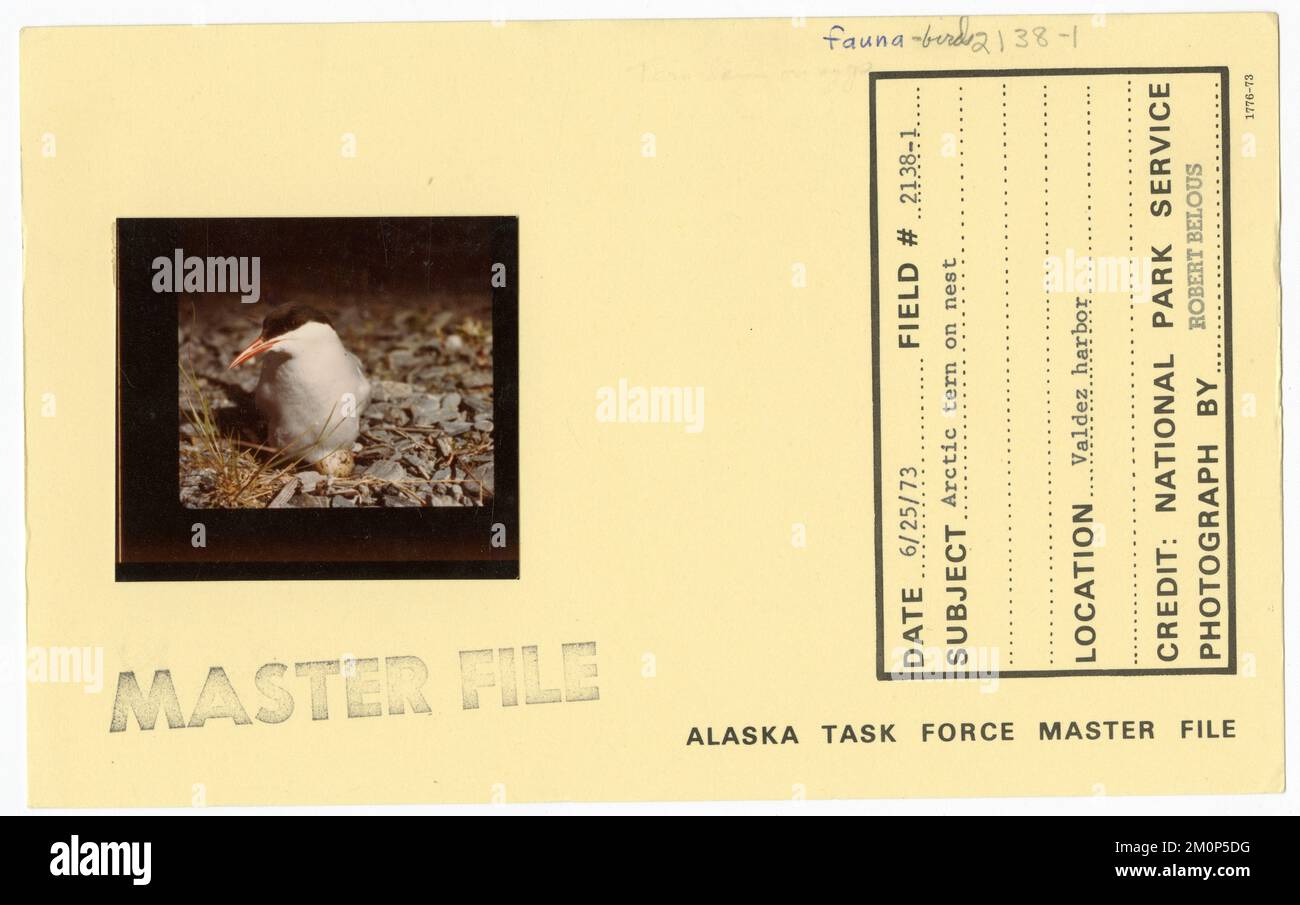 Arctic tern on nest. Alaska Task Force Photographs Stock Photo - Alamy