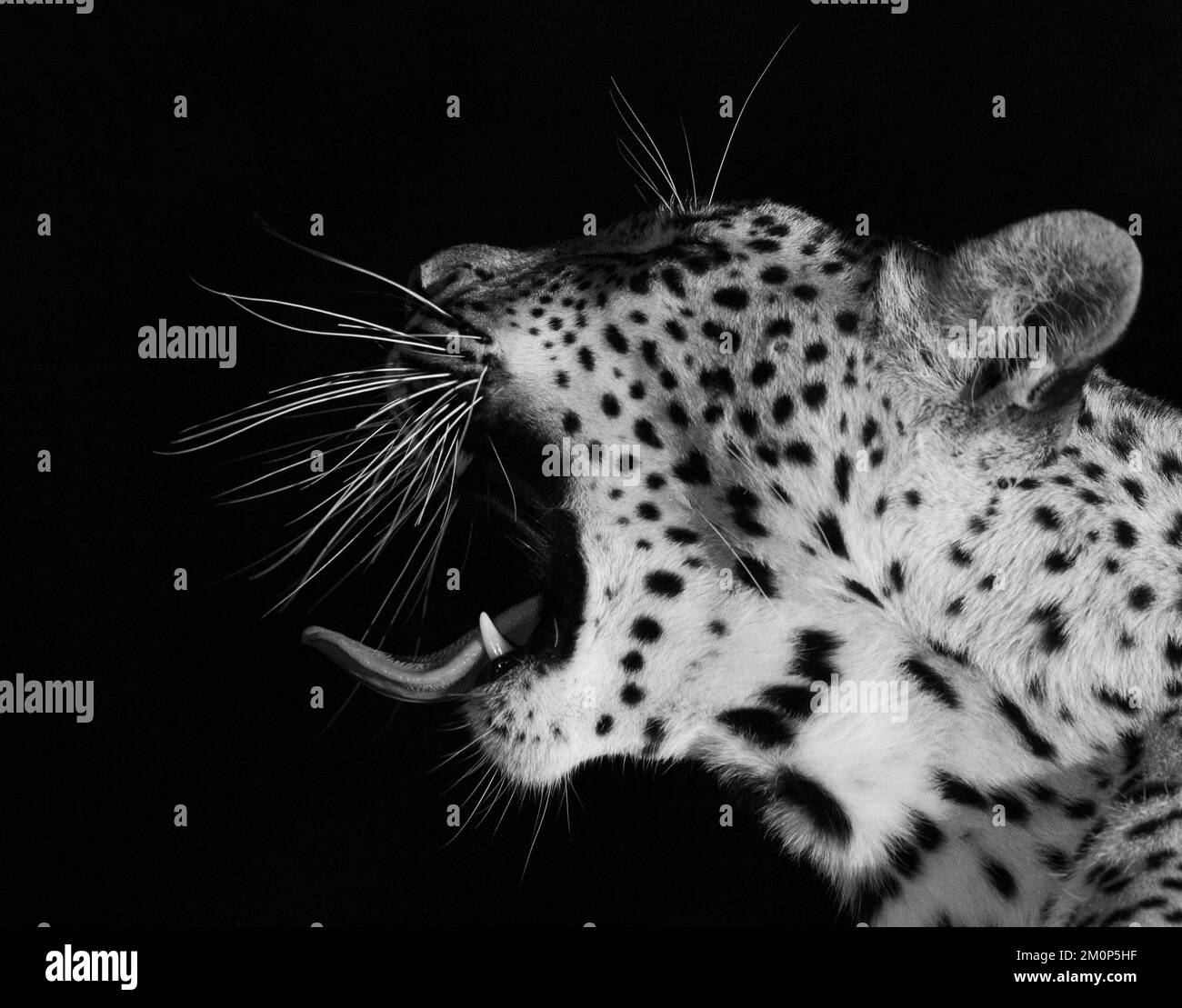 A grayscale portrait of a terrifying leopard roaring against a black ...