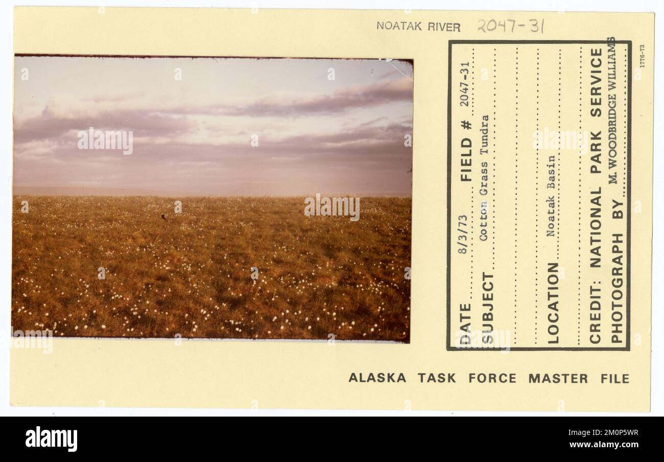 Cottongrass tundra. Alaska Task Force Photographs Stock Photo - Alamy