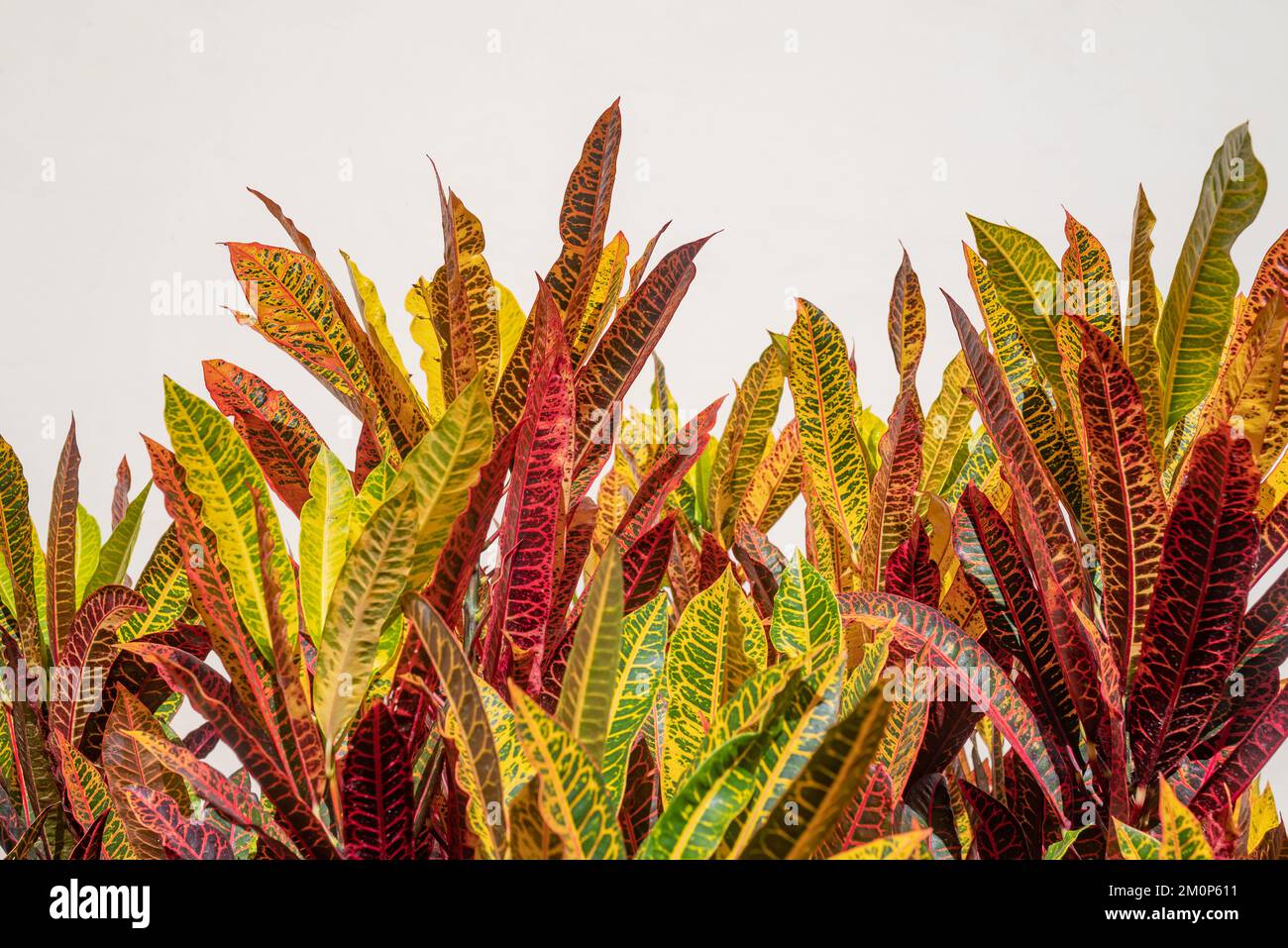 Long croton leaves on white wall background. Copy space Stock Photo - Alamy