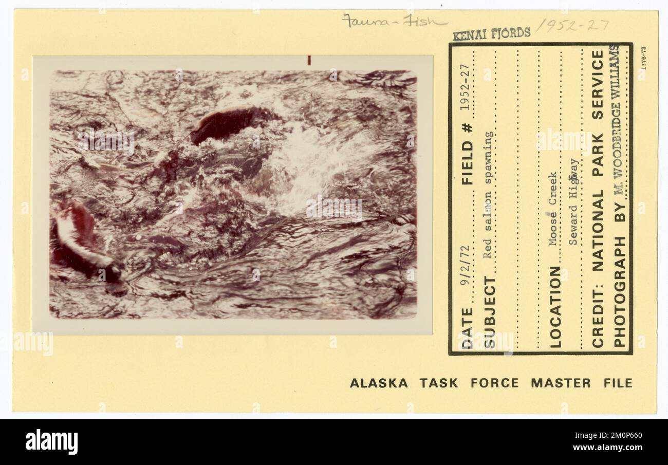 Red salmon spawning. Alaska Task Force Photographs Stock Photo - Alamy