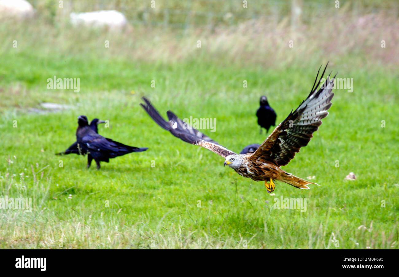 Red kite feeding station hi-res stock photography and images - Alamy