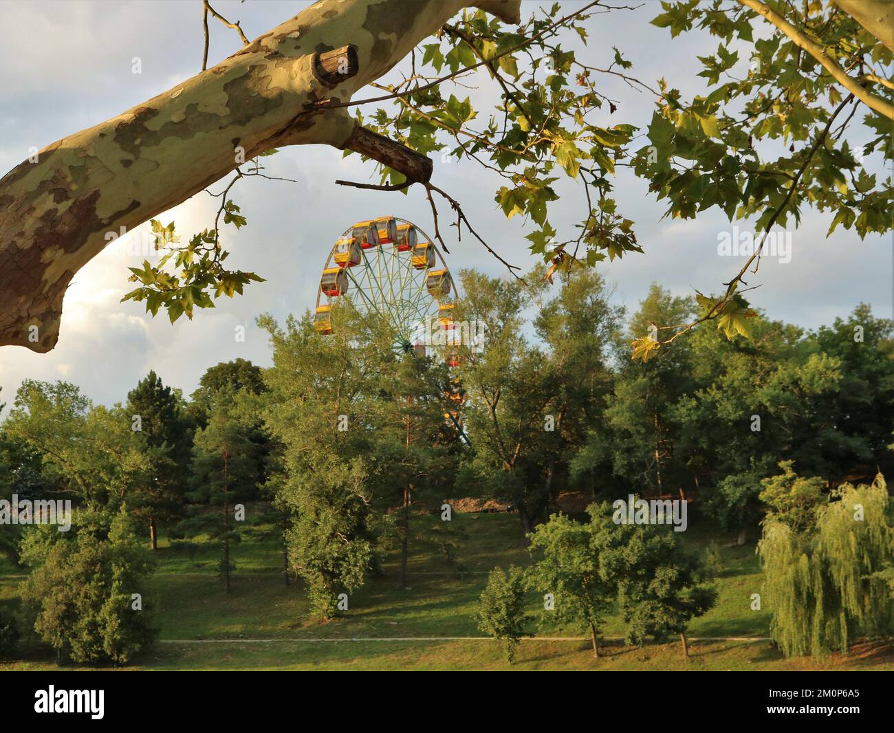 summer green park with a Ferris wheel visible from behind massive tree ...