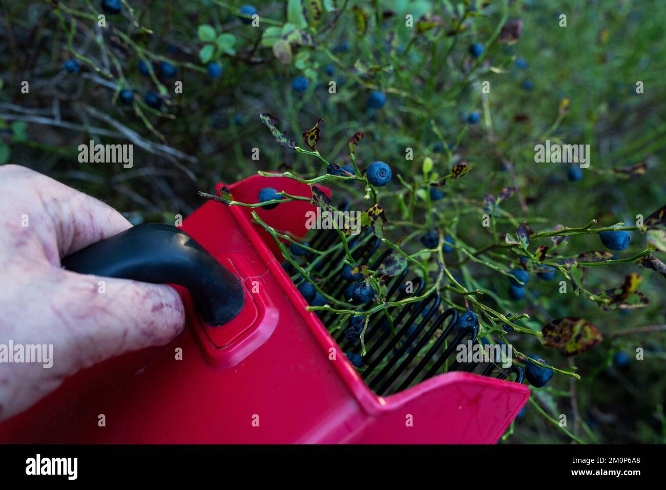 Gathering ripe European blueberries with a red berry harvester in a ...