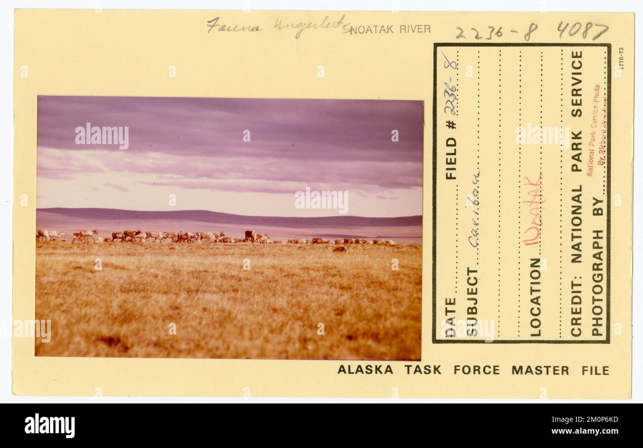 Caribou. Alaska Task Force Photographs Stock Photo - Alamy