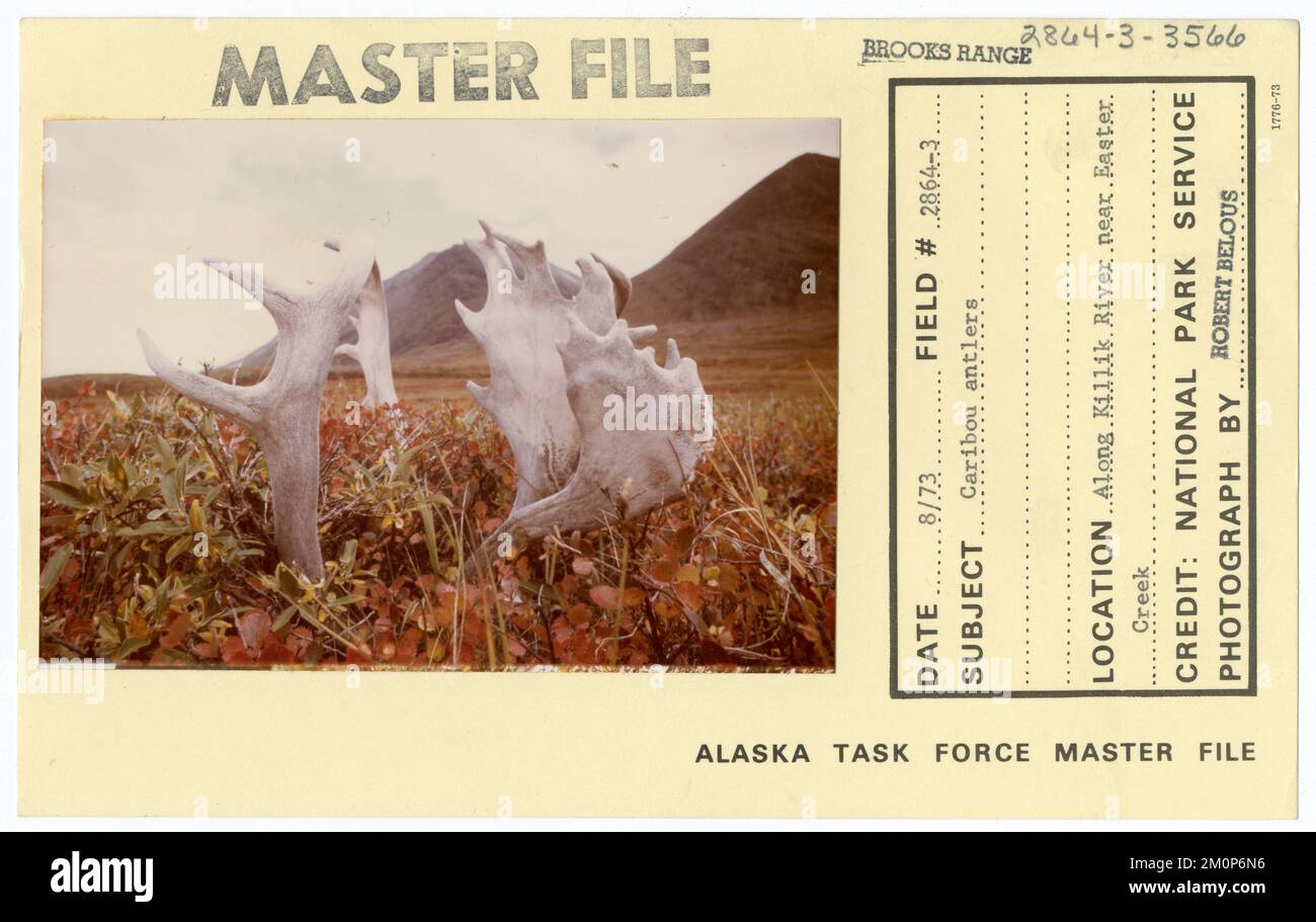 Caribou antlers. Alaska Task Force Photographs Stock Photo - Alamy
