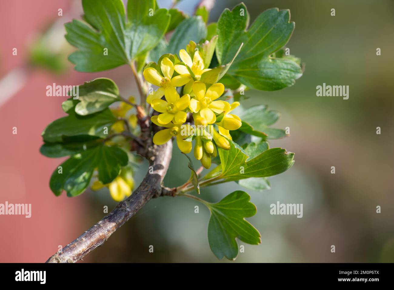 Yellow flowers golden buffalo hi-res stock photography and images - Alamy