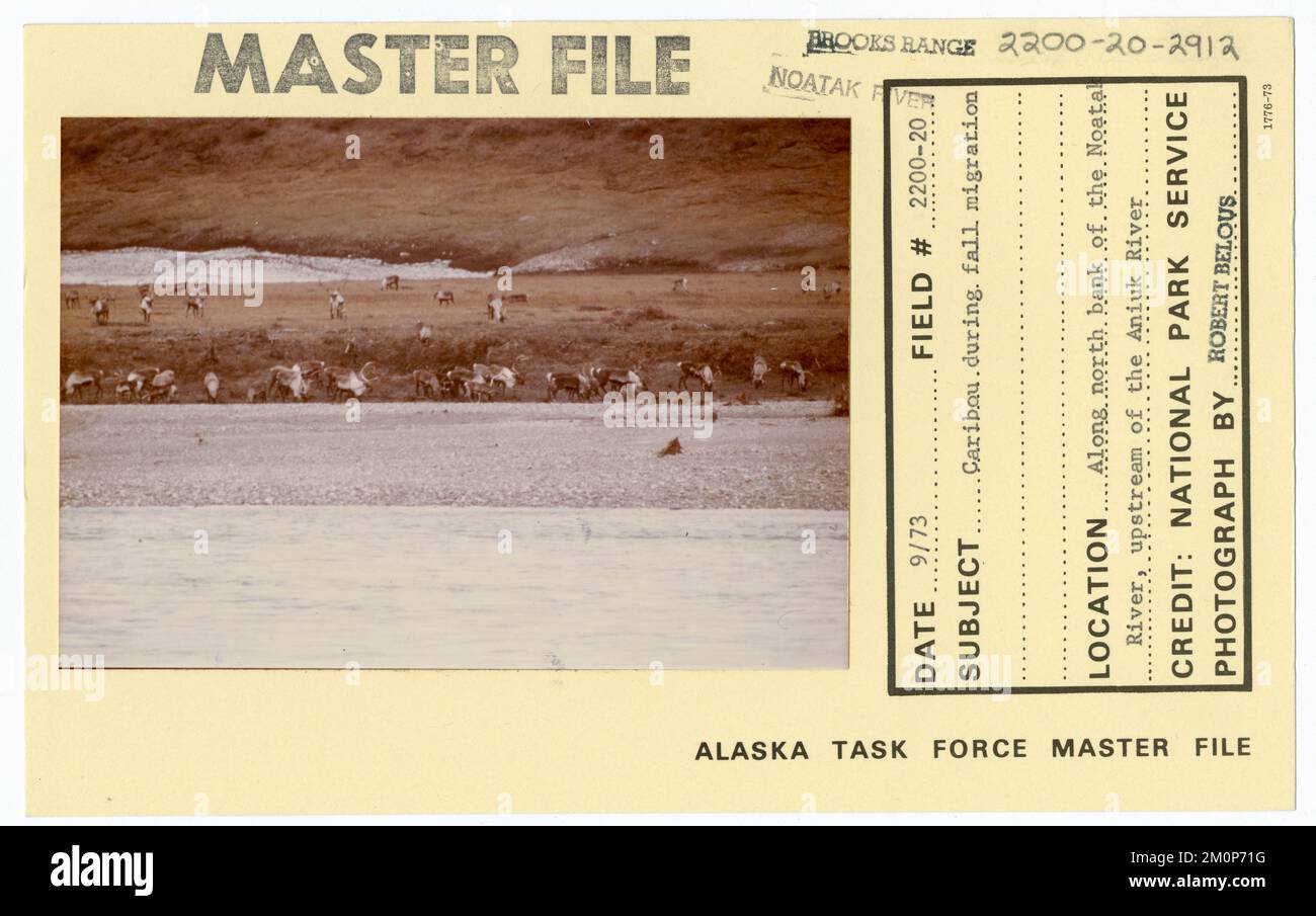 Caribou during fall migration. Alaska Task Force Photographs Stock ...