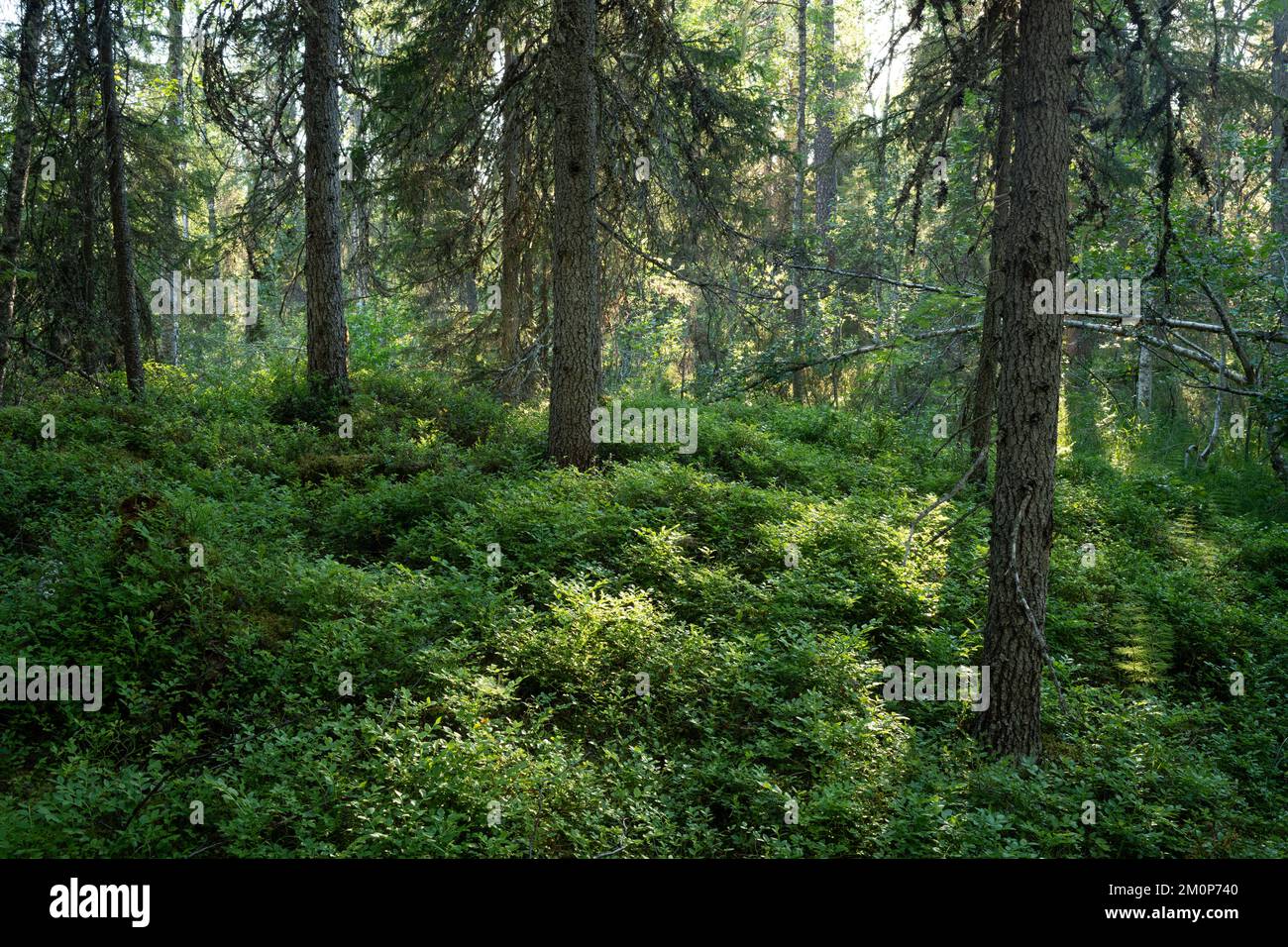 An old-growth summery taiga forest in Närängänvaara near Kuusamo ...