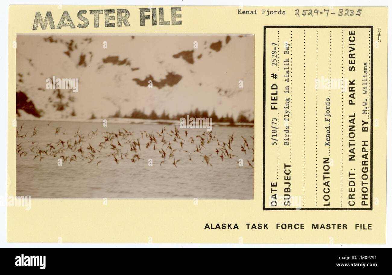 Birds flying in Aialik Bay. Alaska Task Force Photographs Stock Photo ...