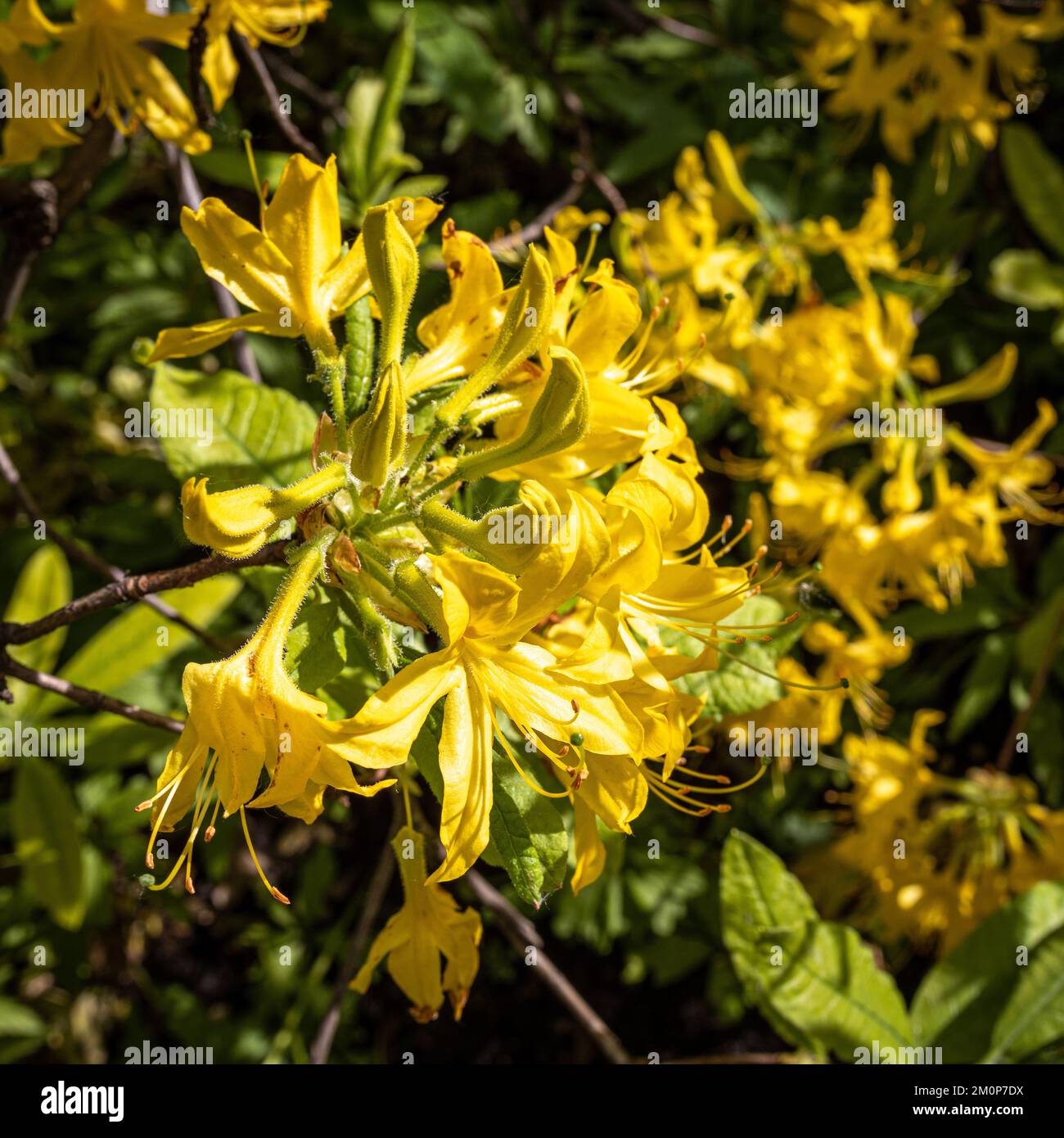 Yellow Japanese rhododendrons near the hedge in the botanical garden ...