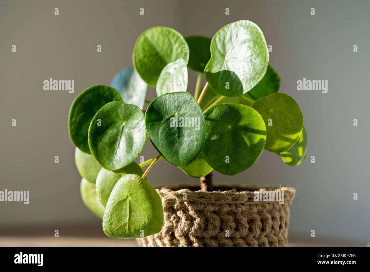 Closeup of Pilea Peperomioides houseplant in cane wicker planter over ...