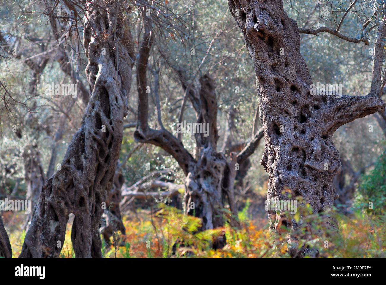 Olive trees of Montenegro Stock Photo - Alamy