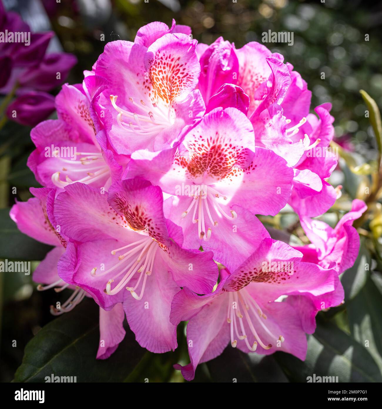 Blooming pink purple rhododendron in a botanical garden in spring ...