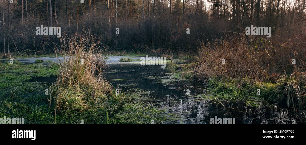Freezing river pool in the forest - panorama beaver with water and ice ...