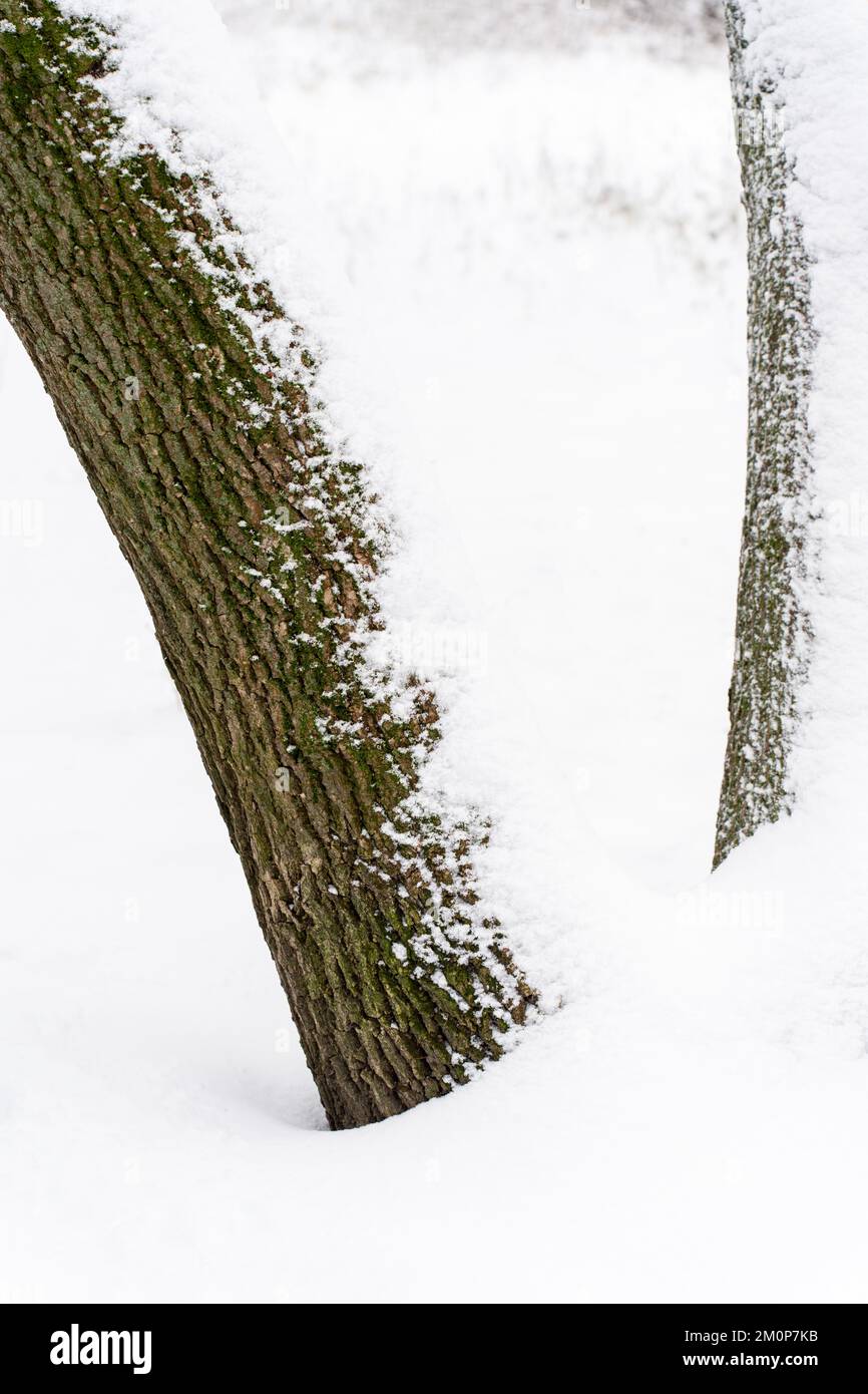 Winter trees texture hi-res stock photography and images - Alamy