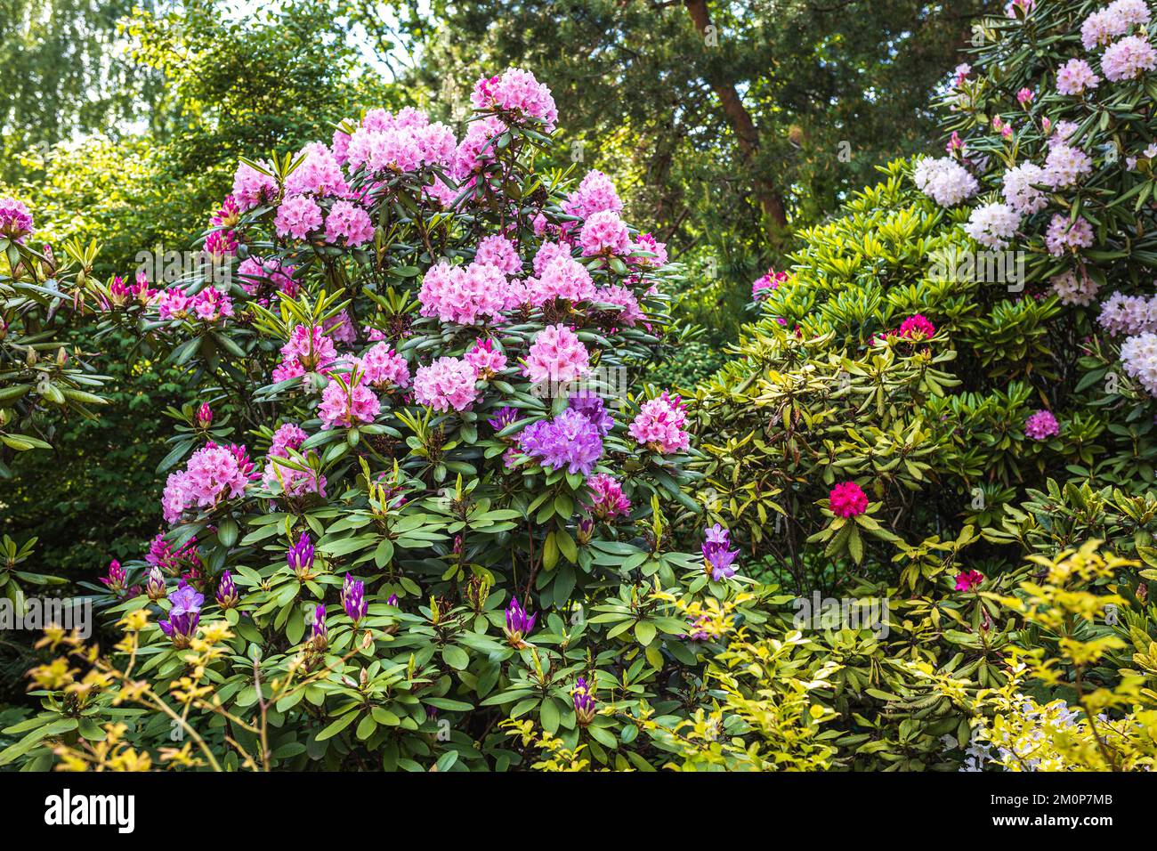 Blooming pink purple rhododendron in a botanical garden in spring ...