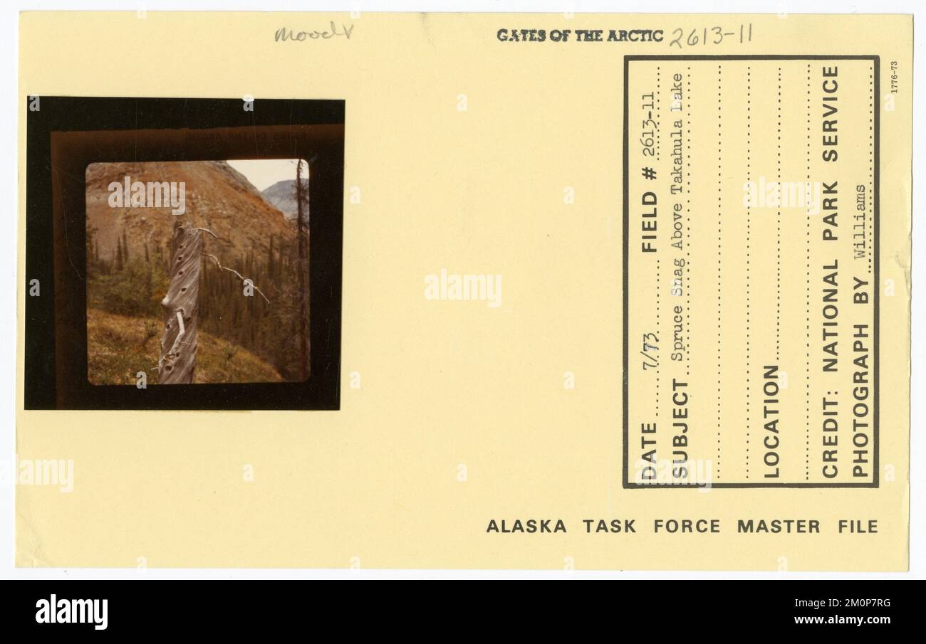 Spruce Snag above Takahula Lake. Alaska Task Force Photographs Stock ...