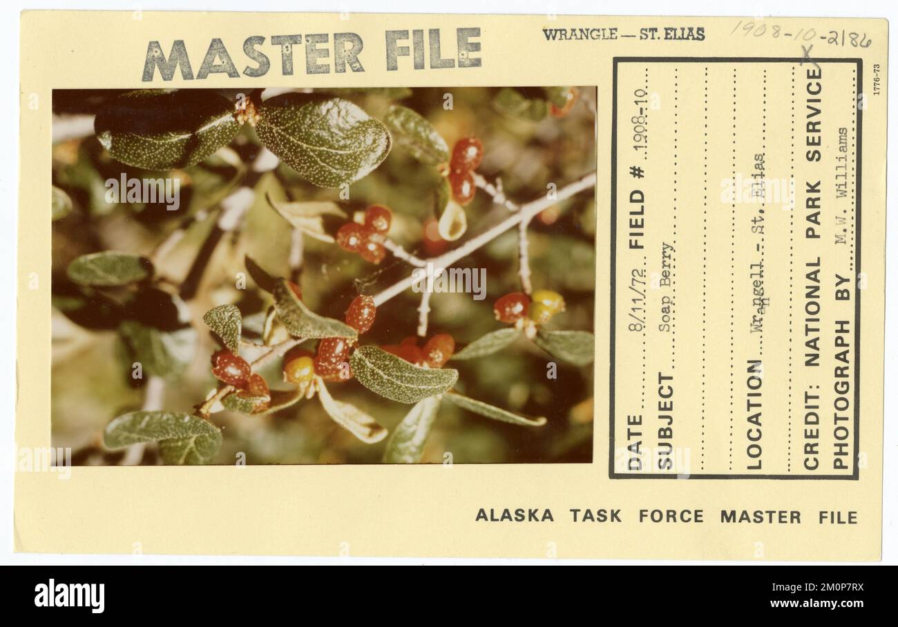 Soap berry. Alaska Task Force Photographs Stock Photo - Alamy