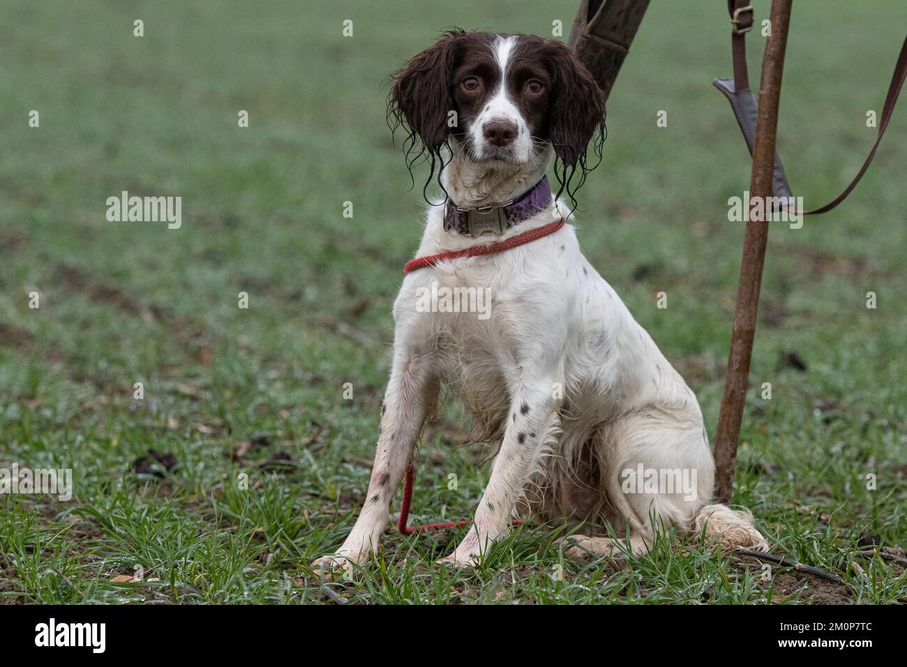 springer spaniel sitting at peg Stock Photo - Alamy