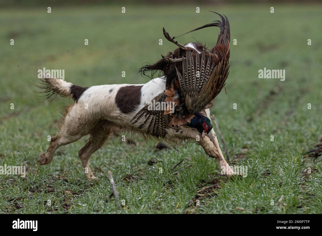springer spaniel retrieving a cock bird Stock Photo - Alamy