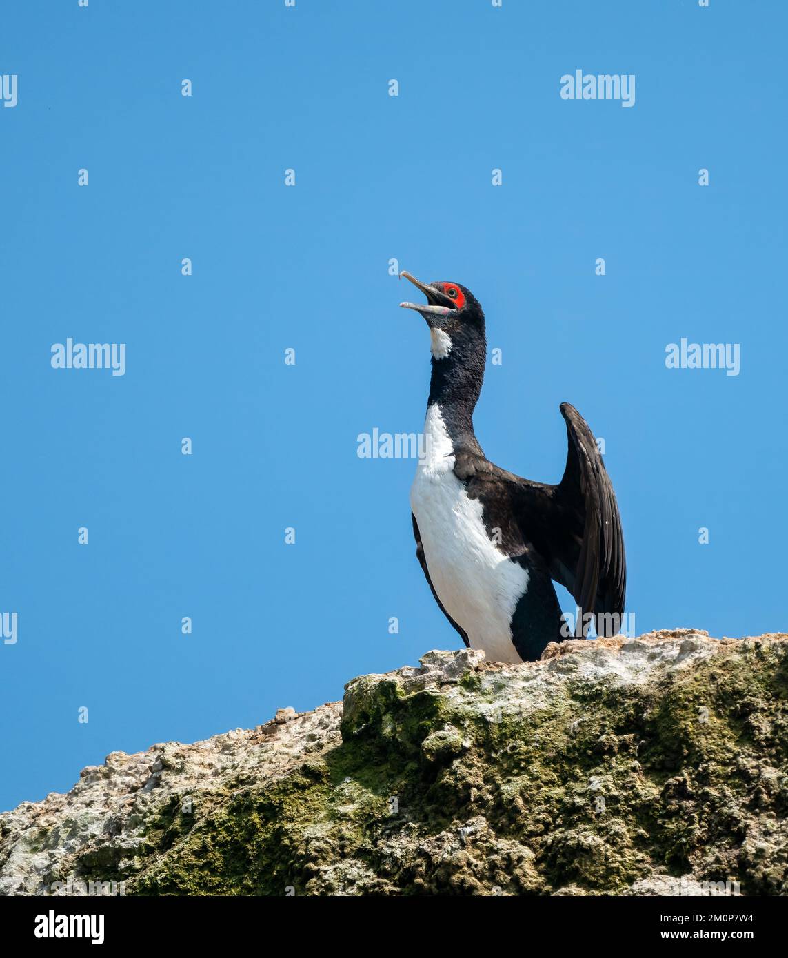 The guanay cormorant hi-res stock photography and images - Alamy