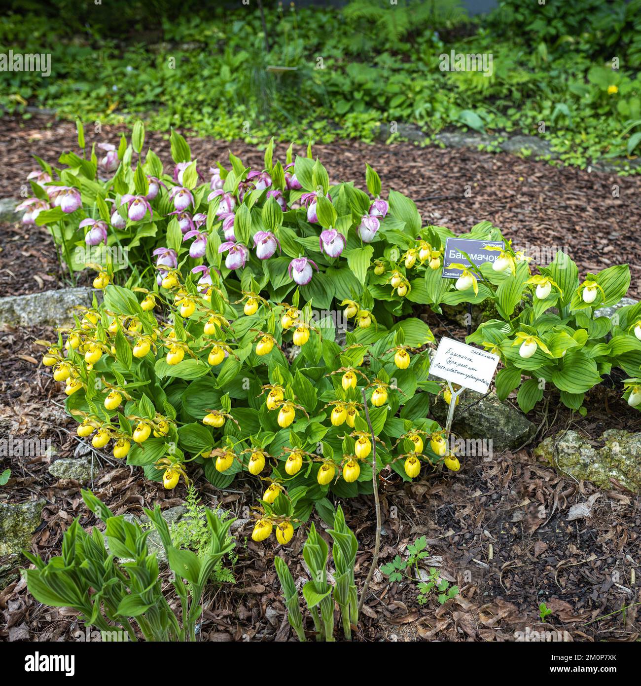 Cypripedium is a genus of 58 species and nothospecies of hardy orchids ...