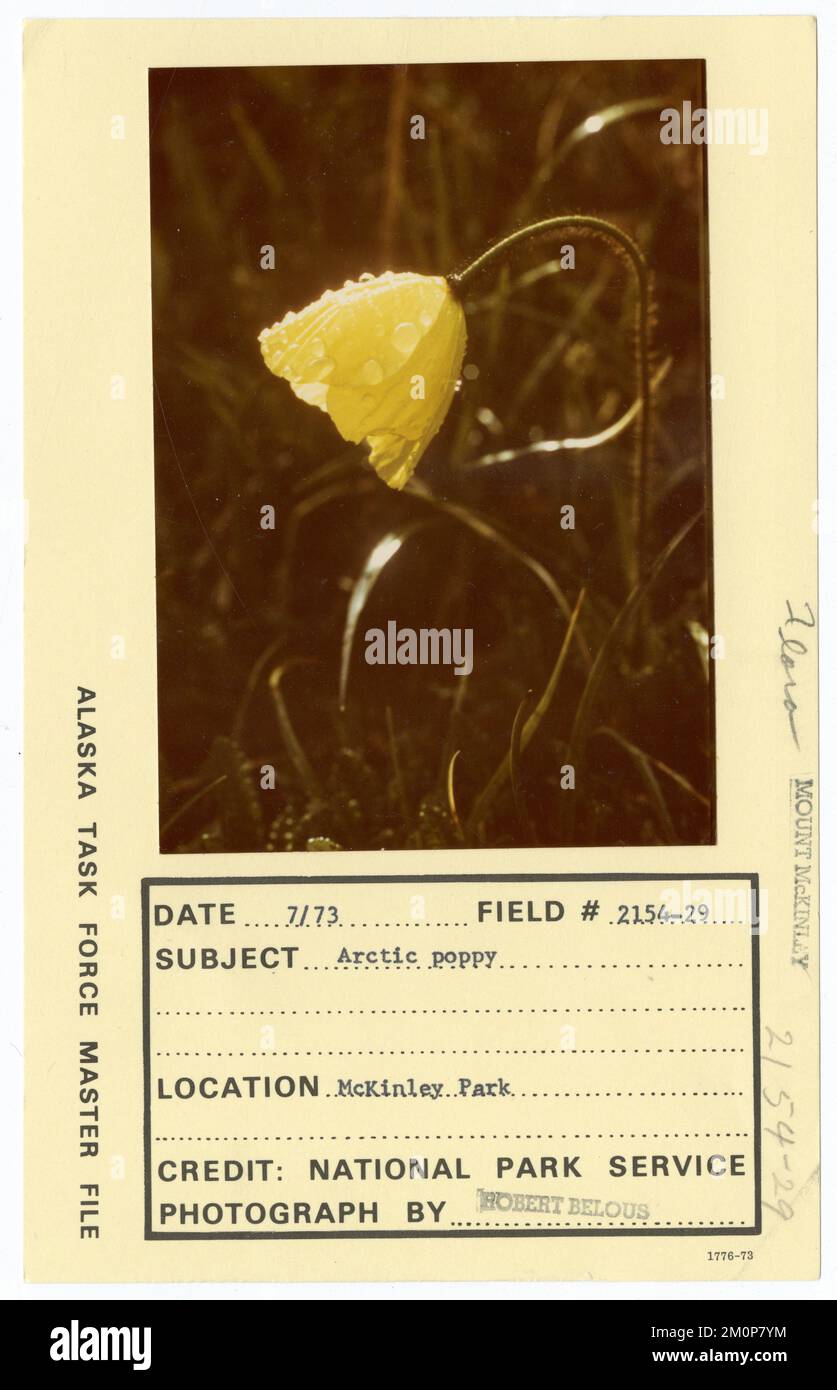Arctic poppy. Alaska Task Force Photographs Stock Photo - Alamy