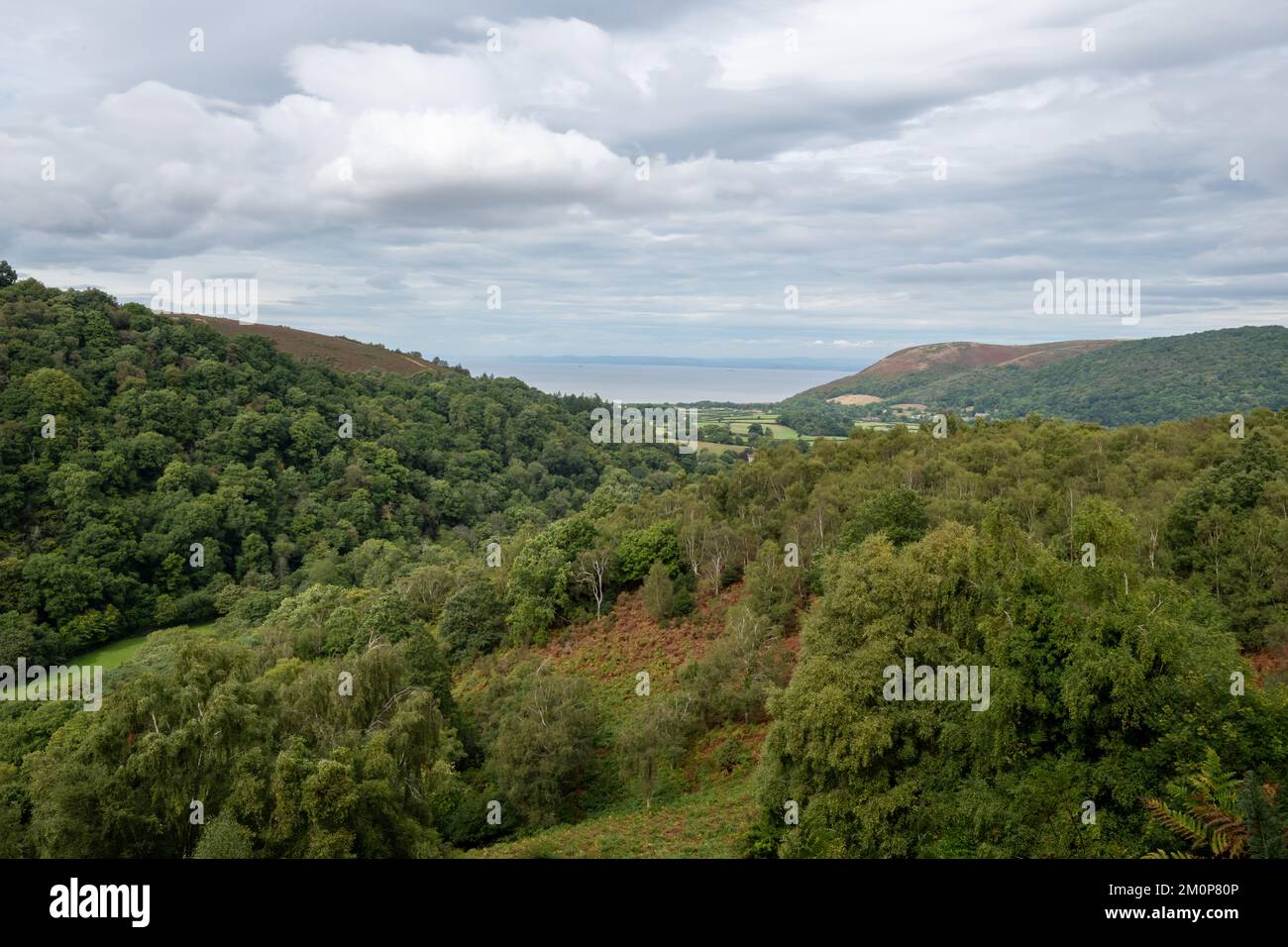 Landscape photo of Horner woods in Exmoor National Park Stock Photo - Alamy