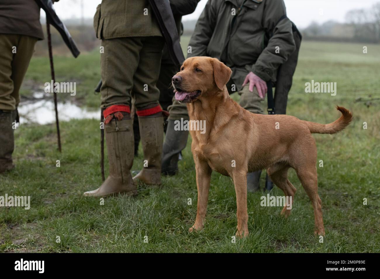 red fox labrador on a shoot day Stock Photo - Alamy