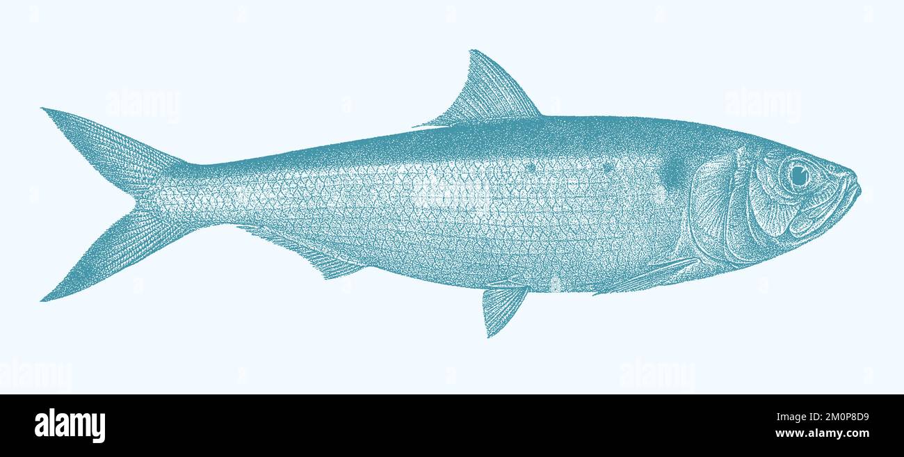 Fallax fish hi-res stock photography and images - Alamy