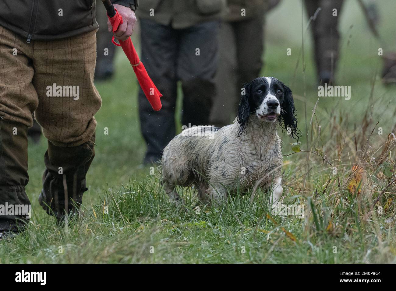 springer spaniel on a pheasant shoot beating Stock Photo - Alamy