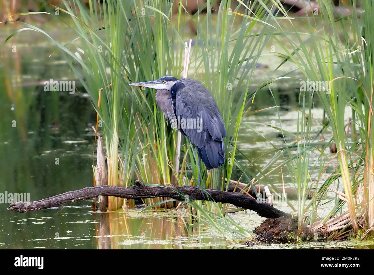 A beautiful shot of a grey blue heron on a branch of a tree over a lake ...