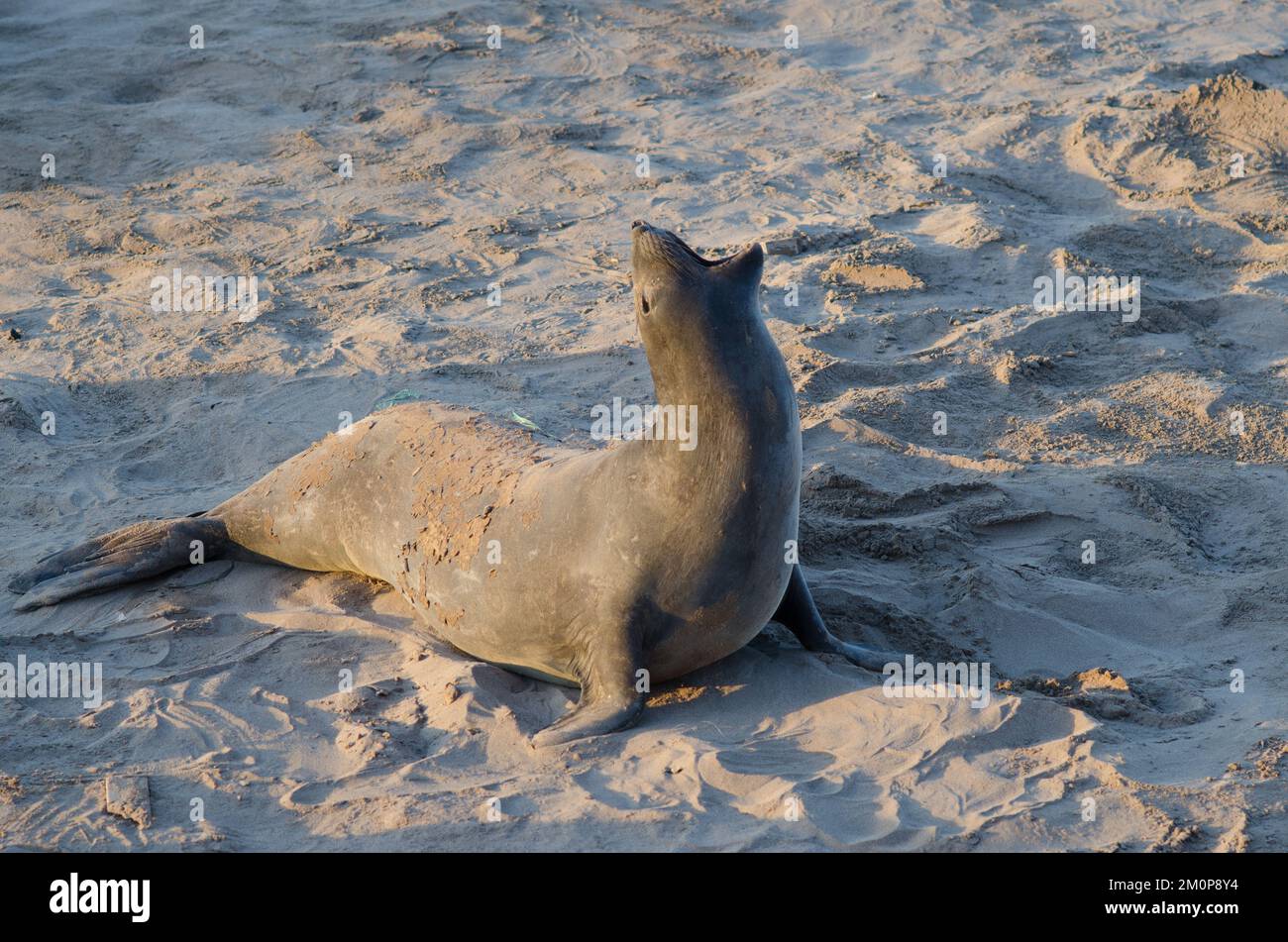 A closeup shot of a cute sea lion lying on the sandy beach under ...